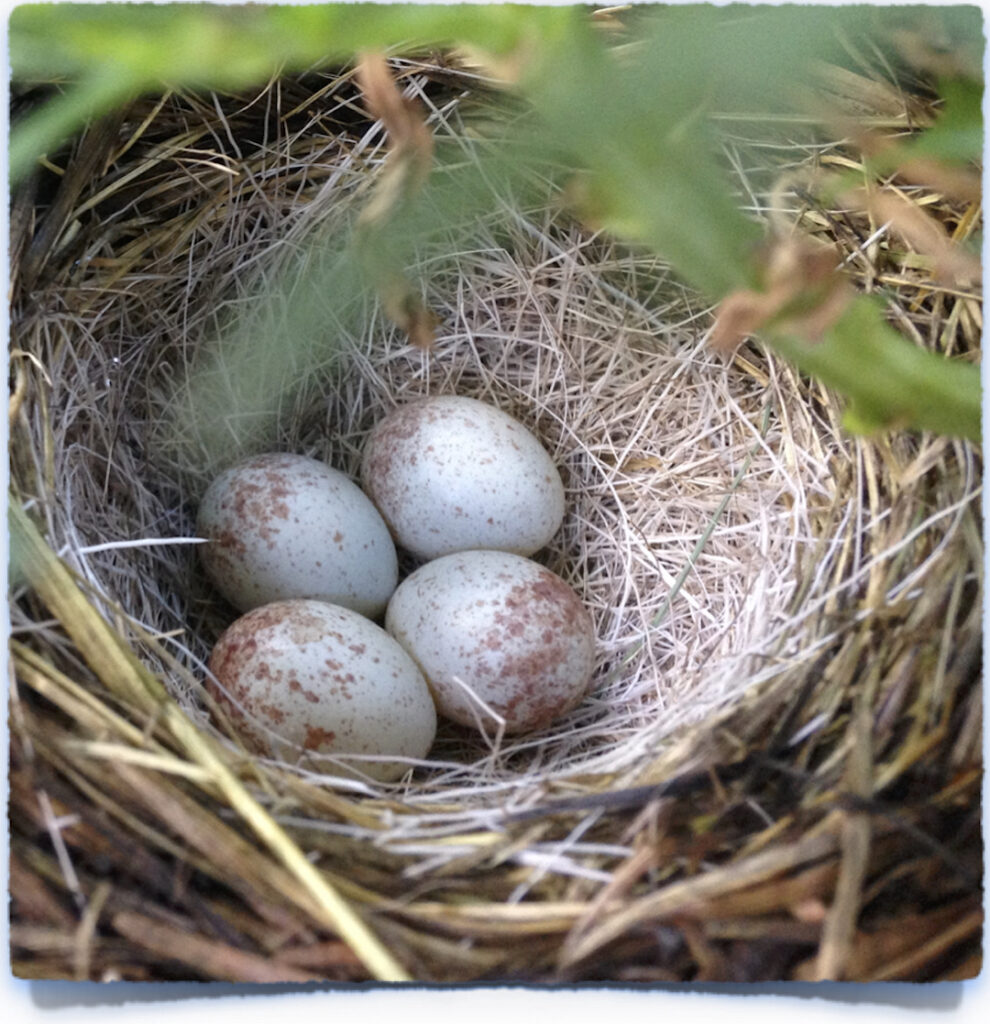 Kris Kramer Coach – My WordPress KKC