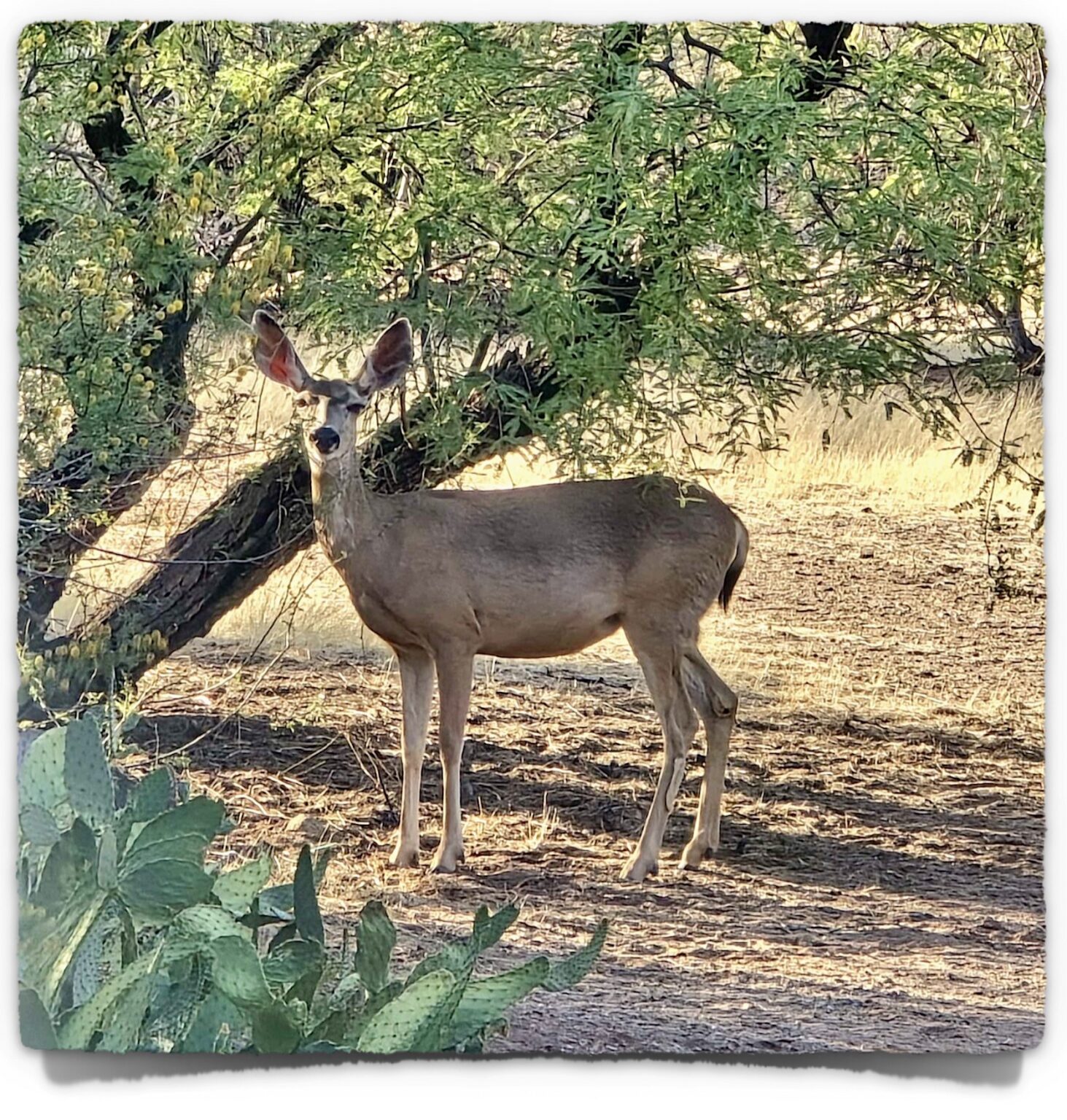 Kris Kramer Coach – Life Coach in Southern Arizona